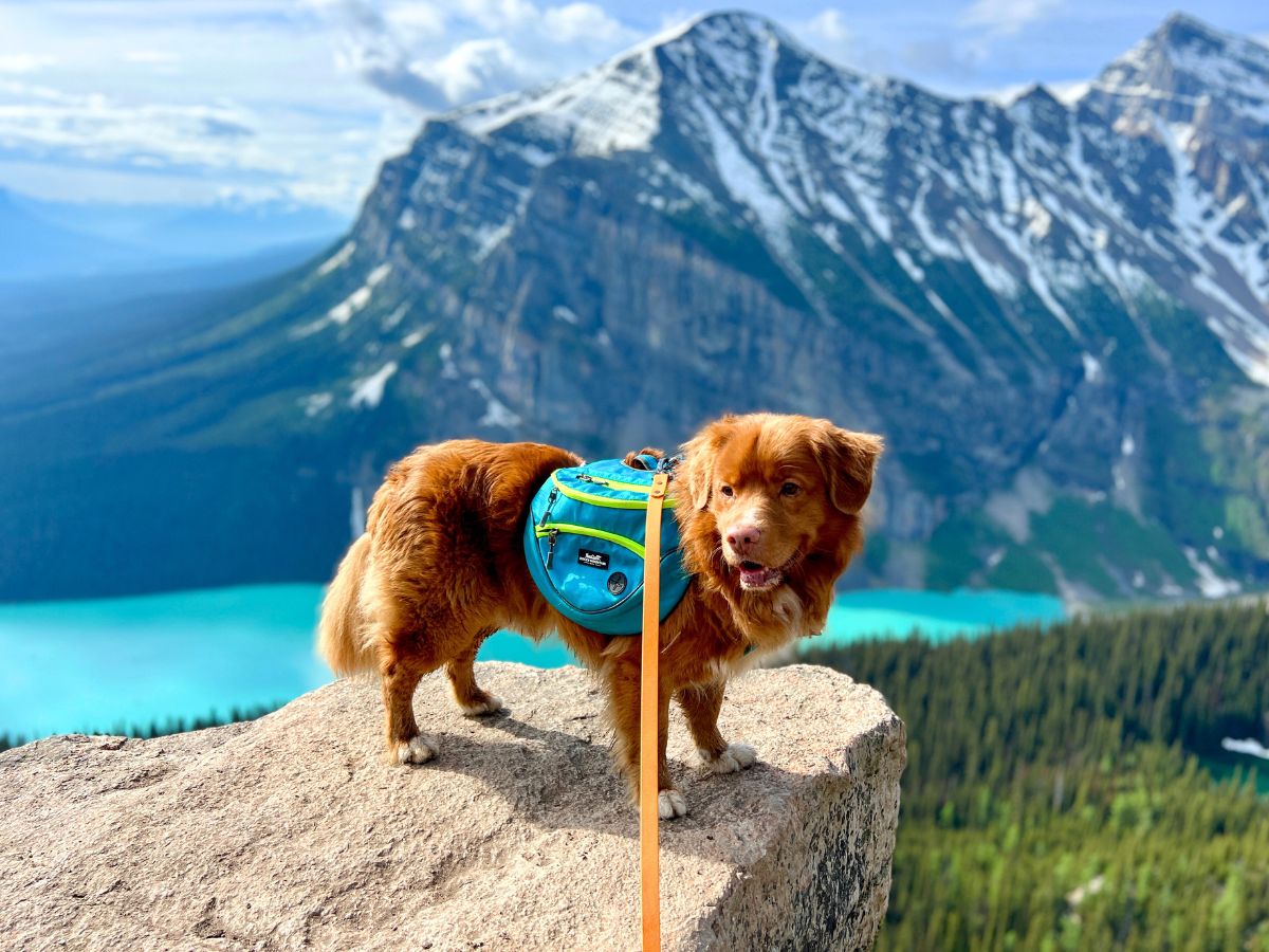 RMD Mountaineer Dog Backpack & Harness | Rocky Mountain Dog