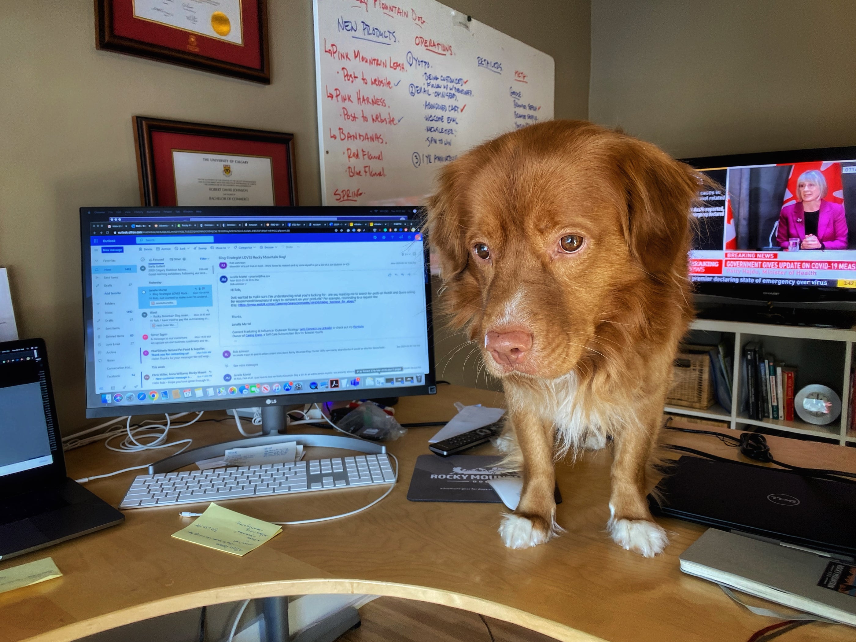 10 Things to Do with Your Dog in Self-Isolation | Rocky Mountain Dog