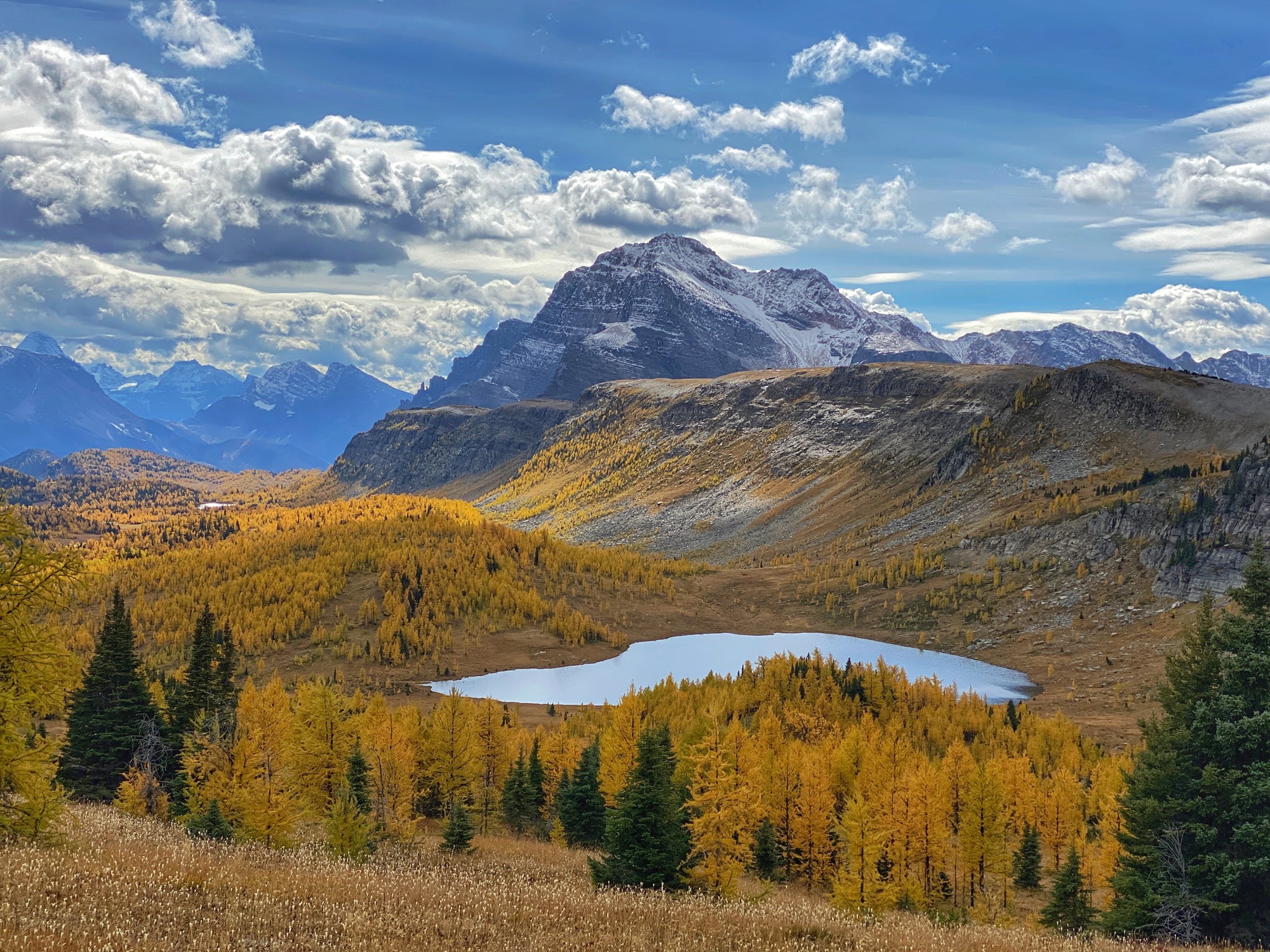 8 Larch Hikes To Do With Your Dog In Alberta | Rocky Mountain Dog