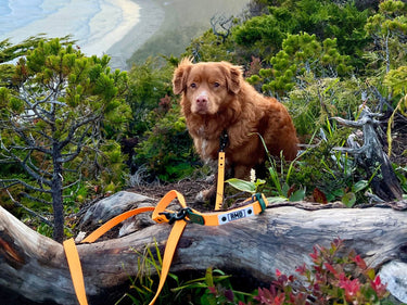 Dog Harnesses, Leashes, Collars For Adventures | Rocky Mountain Dog