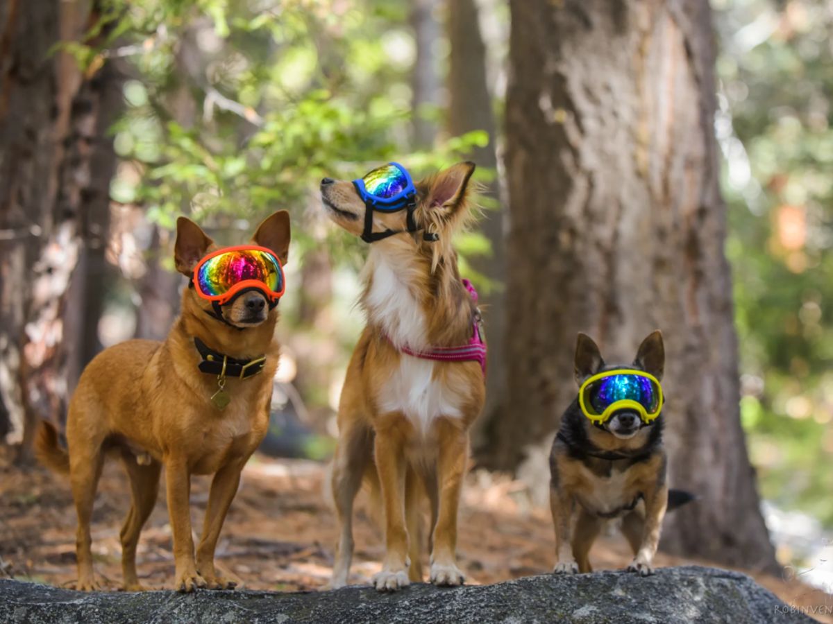 Adventure Dog Goggles & Sunglasses | Rocky Mountain Dog | Calgary, AB
