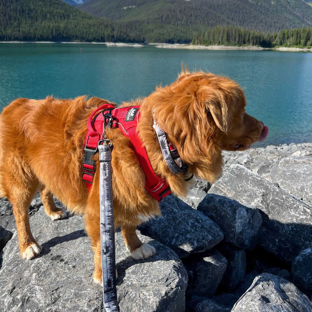 Best Tactical Dog Gear - Leashes & Collars for Strong Dogs | RMD ...