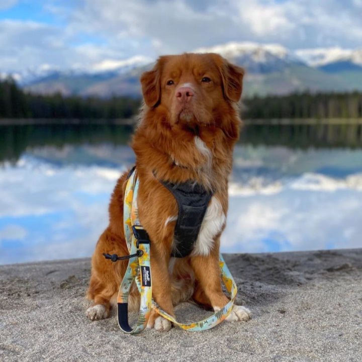 PNW Alpine Dog Collar For The Outdoors | Rocky Mountain Dog | AB