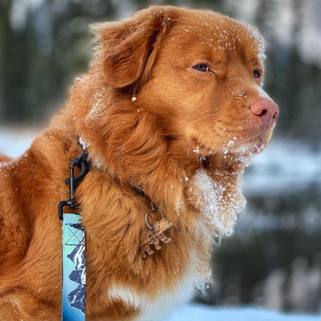 All-Mountain Hands-Free Dog Leashes | Rocky Mountain Dog