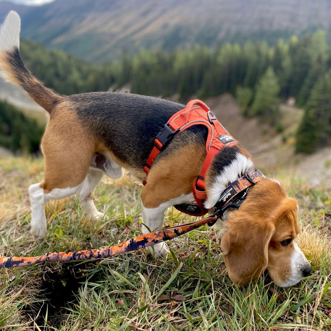 Summit All-Terrain Dog Harness for Adventures | Rocky Mountain Dog