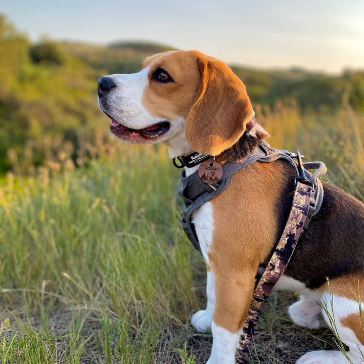 Durable Dog Collars Made for Adventure | Rocky Mountain Dog