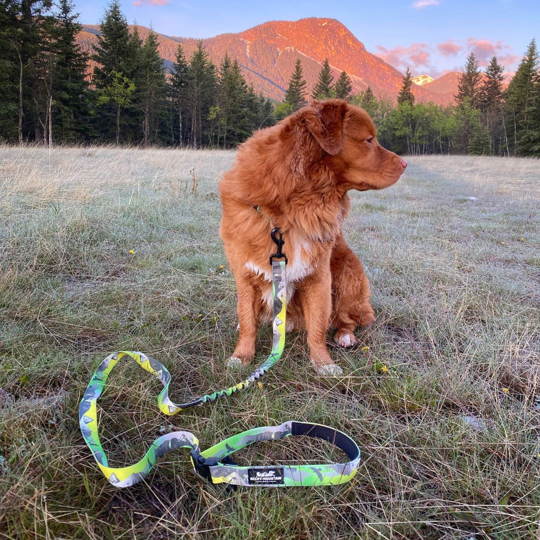 Dog Harnesses, Leashes, Collars For Adventures | Rocky Mountain Dog