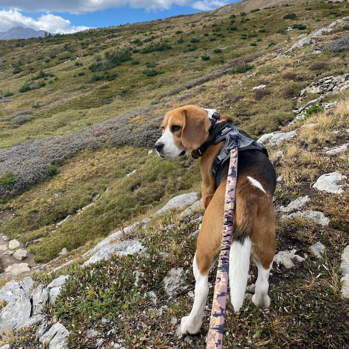 Shop the Ranger All-Mountain Leash – Rocky Mountain Dog