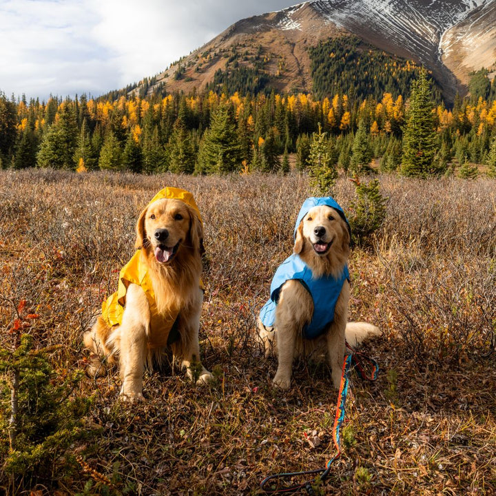 All-Mountain Hands-Free Dog Leashes | Rocky Mountain Dog