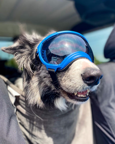 Protective Goggles & Earpros for Dogs | Rocky Mountain Dog