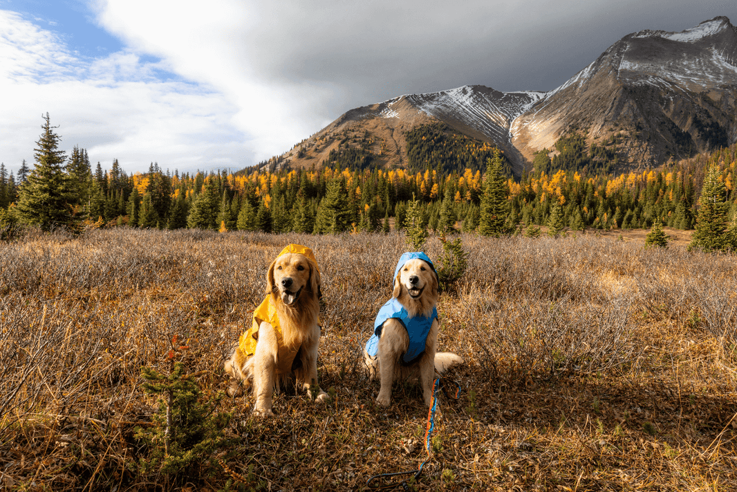 10 Of The Best Banff Hikes to Enjoy with your Dog | Rocky Mountain Dog
