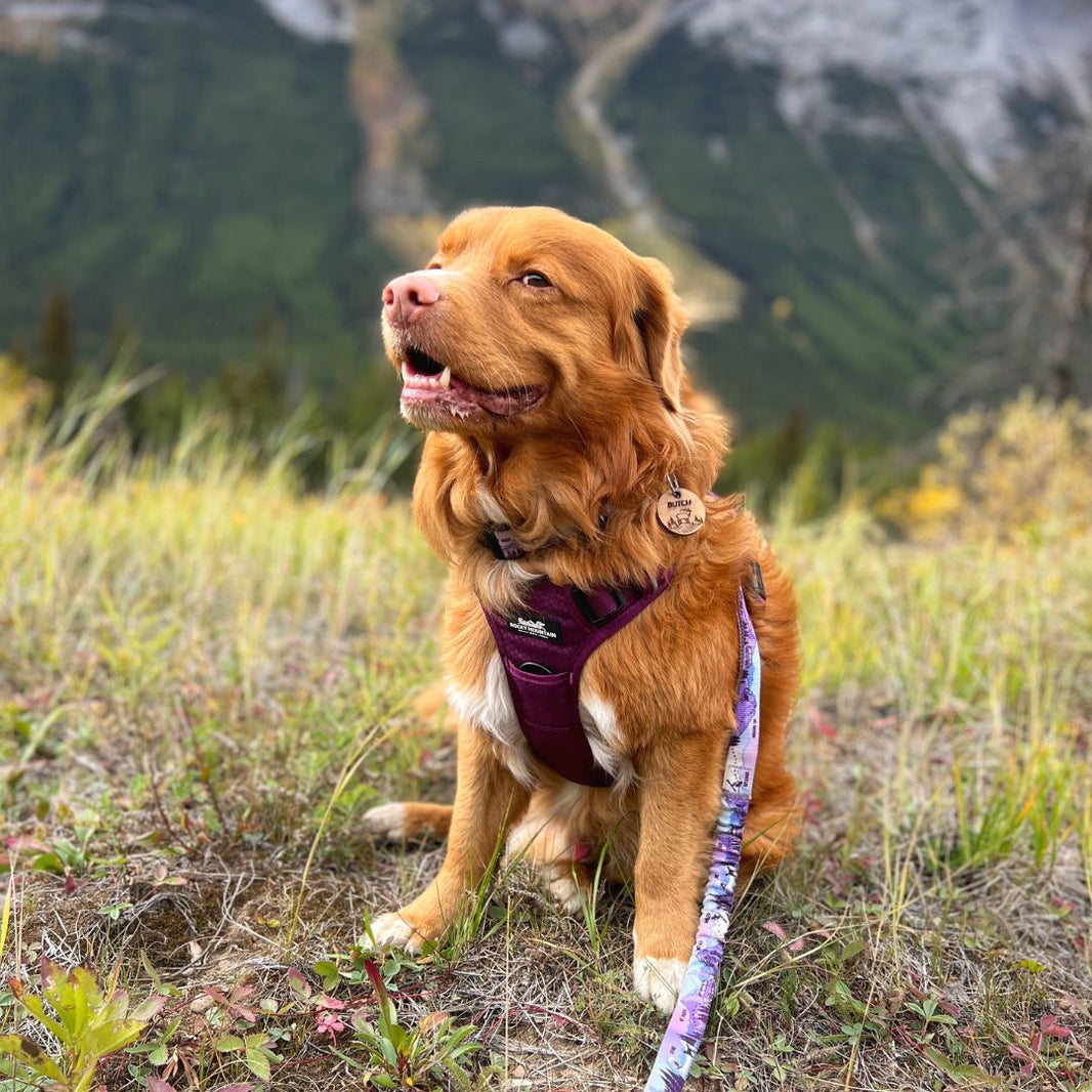 Dog Harnesses, Leashes, Collars For Adventures | Rocky Mountain Dog