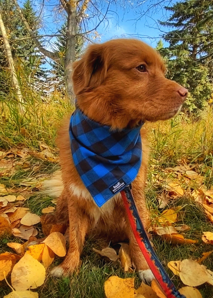 Dog Bandanas | Dog Neckerchiefs | Rocky Mountain Dog